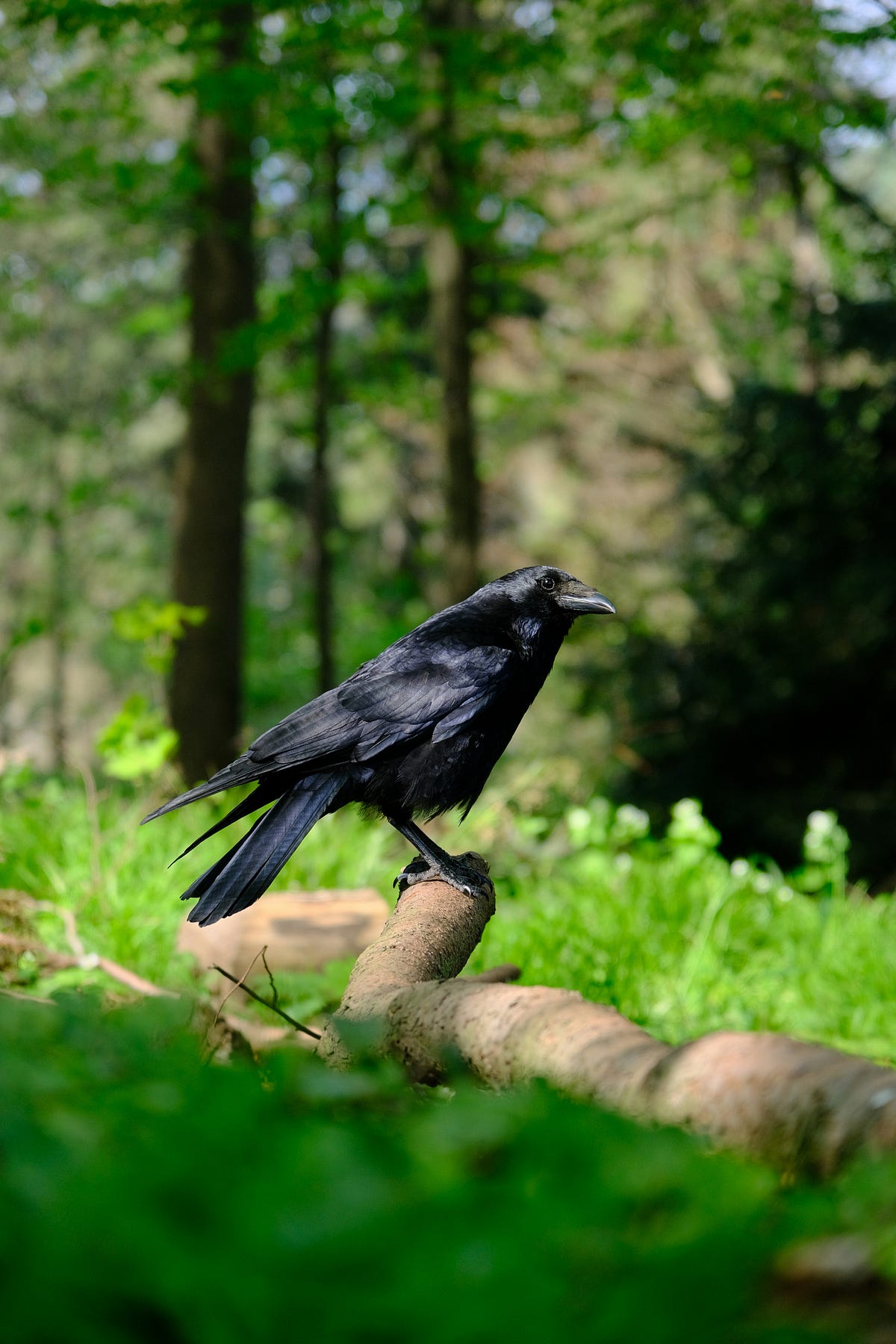Mama Crow Feathers. DLD Open Prompt #23— The Crow | by Eve Castle | Dark Lore Digest | Jun, 2025 ...
