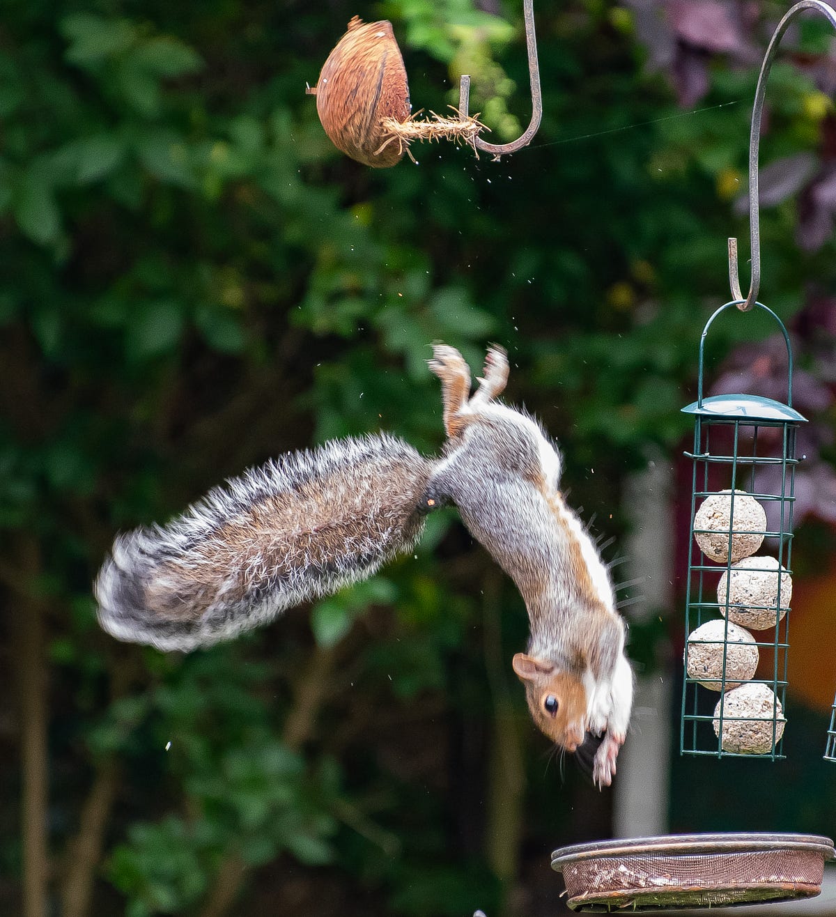 Squirrel Vs. Suet - Weeds & Wildflowers - Medium