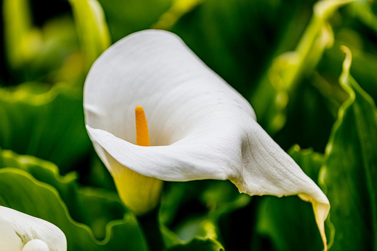 I Find Lillies Very Pretty. In gardens fair, where sunlight… | by Warda Mughal | Medium