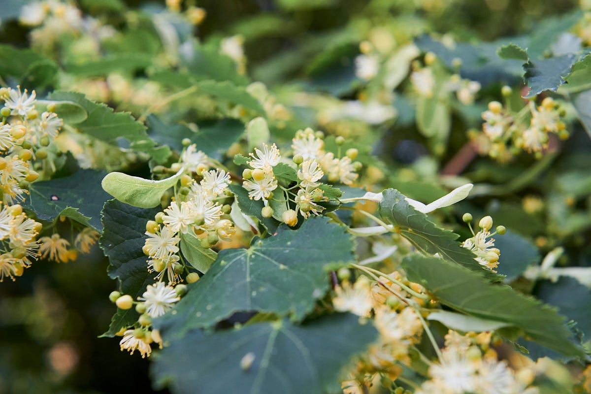 Every Time The Linden Trees Smell | by Adalea | May, 2025 | Medium