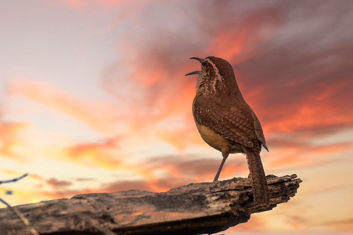 I Am Here. The imperative message of bird song | by Deborah Barchi | Scribe | Apr, 2024 | Medium