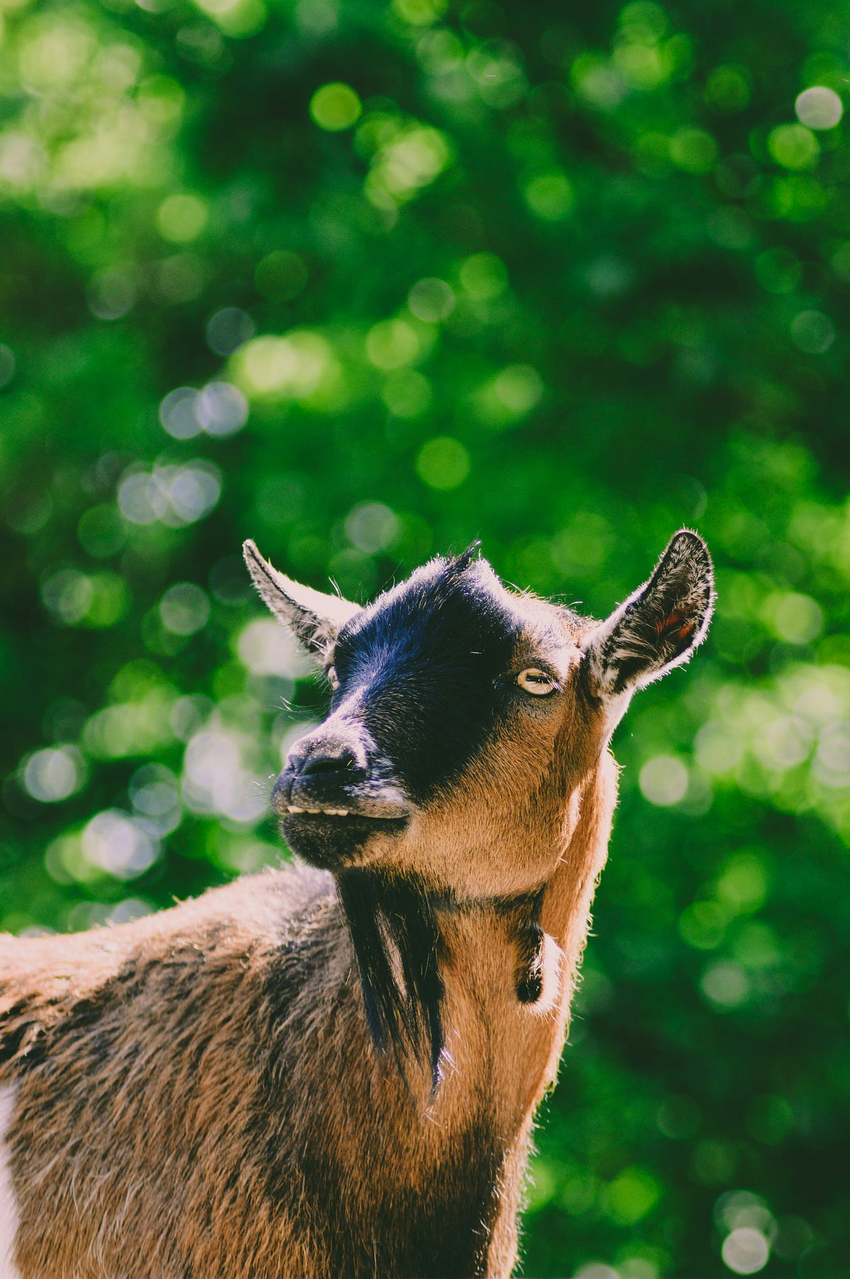 How to love a goat. | by Cynthia Ibrahim (CybercynthicWriter) | Medium