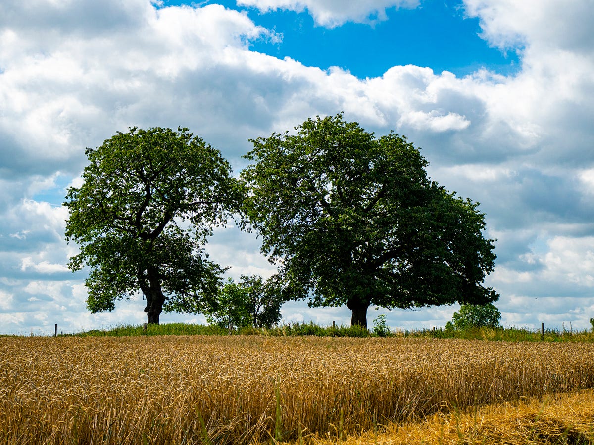 Two Trees Reflected Back. Photo by softmarmotte on Unsplash | by ...
