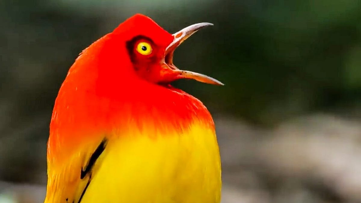 Your Bird According to Your Star Sign | by Mel Sokolow | Medium