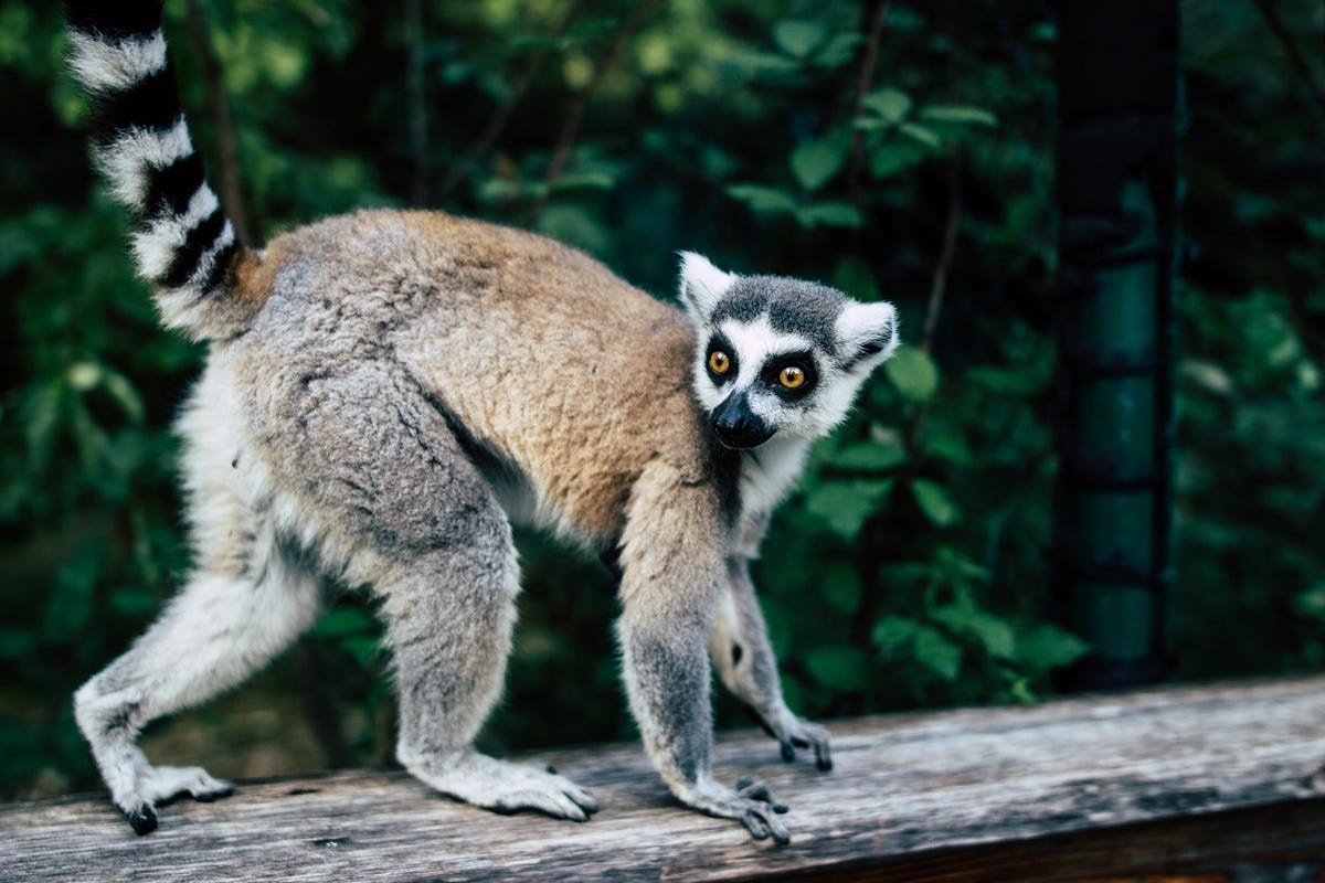 Lemurs: The Enchanting Primates of Madagascar | by Tyler Suess | Nov ...