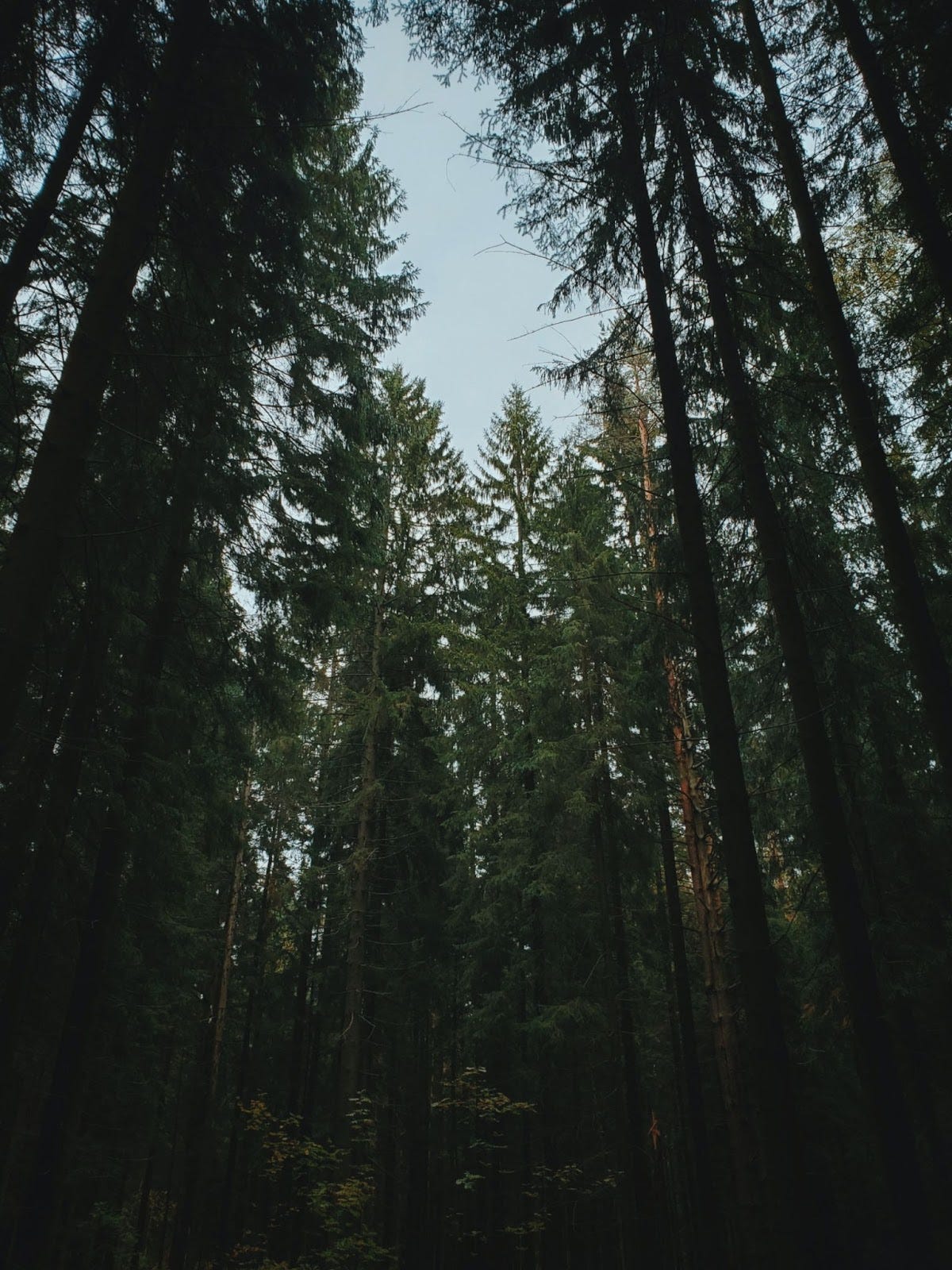 If Forests Could Speak. by Jennifer Normoyle | by Denise T | Stop ...