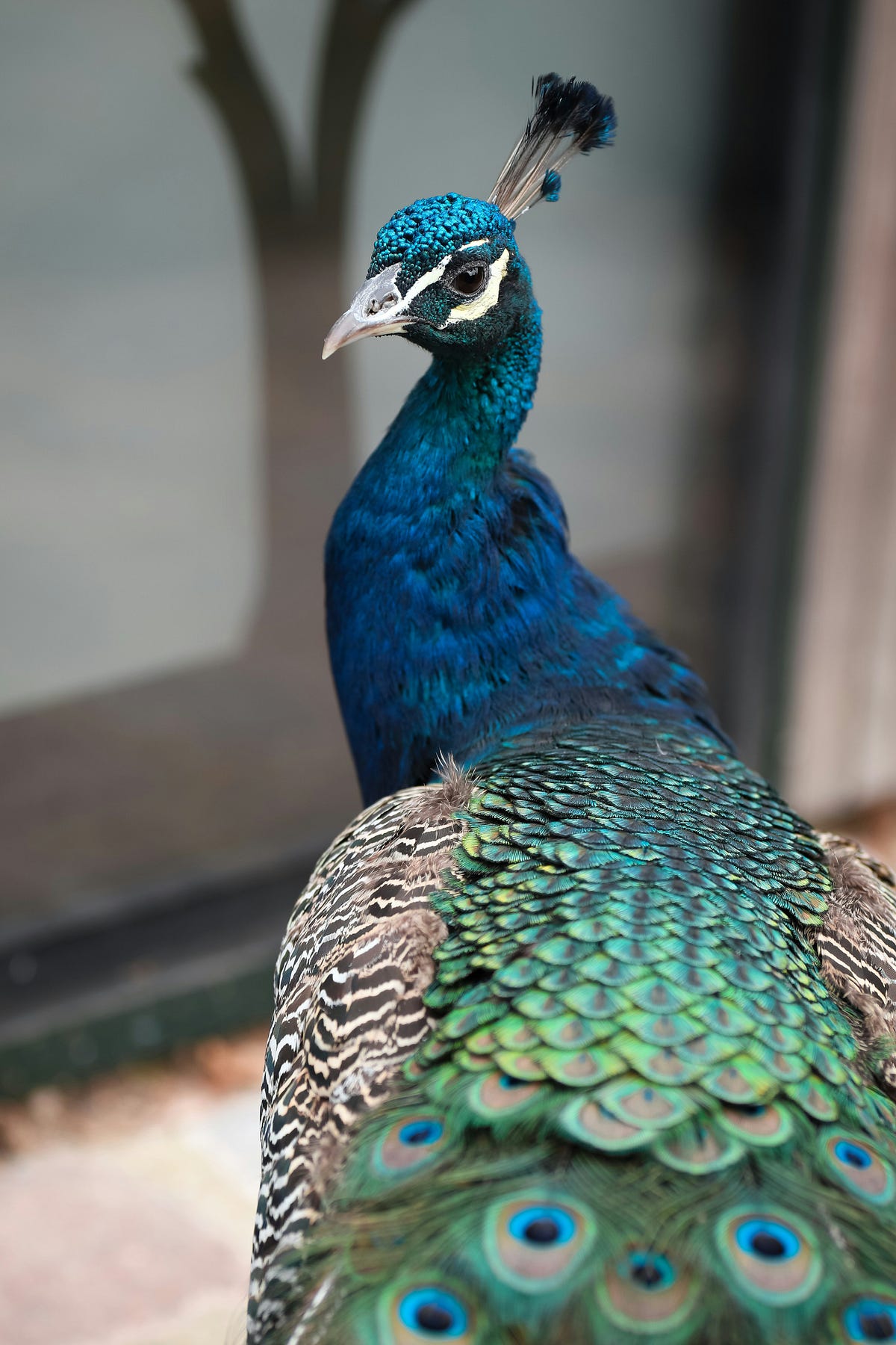 THE MISSING PEACOCKS. Where did the peacocks go? | by Rishi Grover | Medium