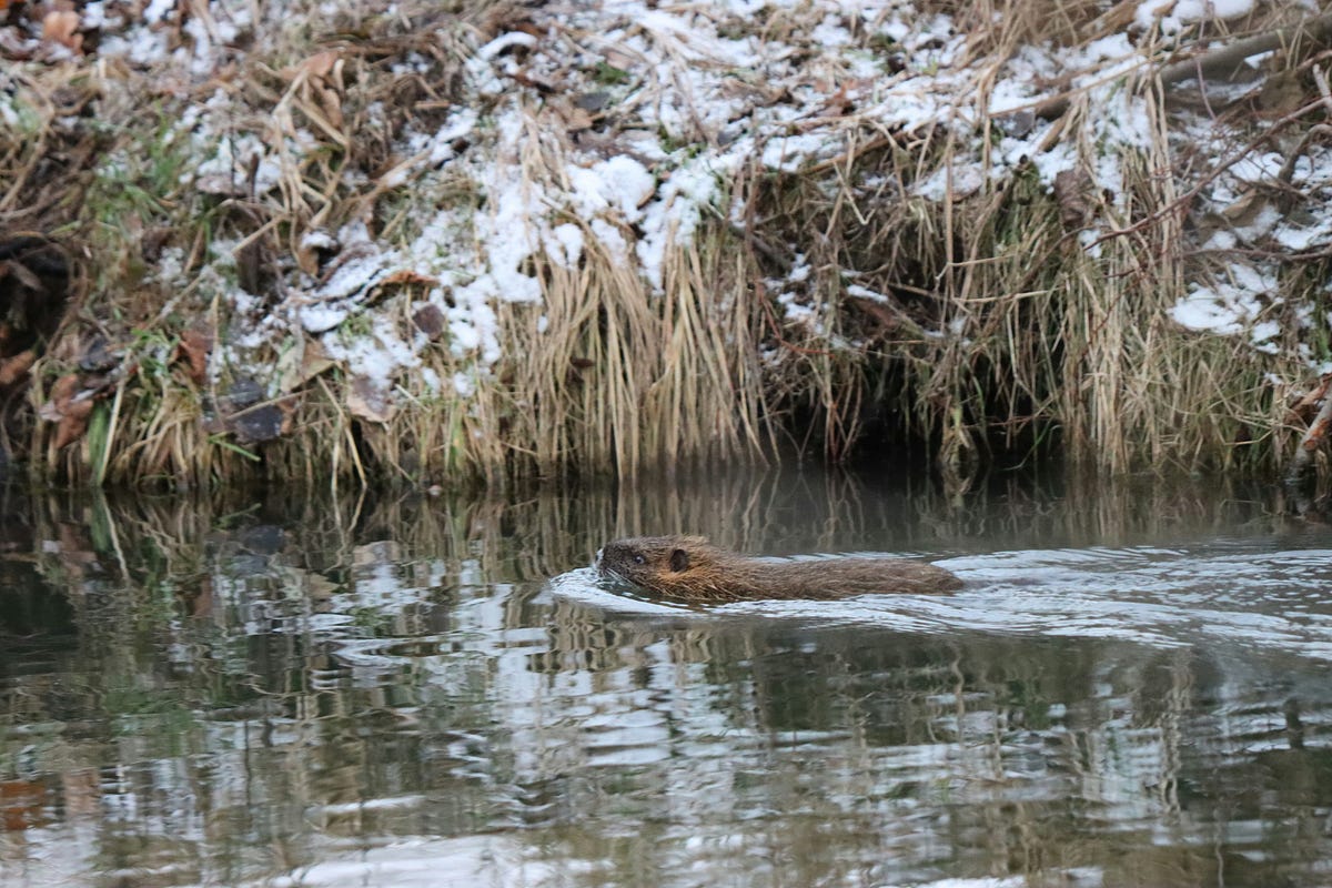 Busy As A Beaver - The Daily Cuppa - Medium