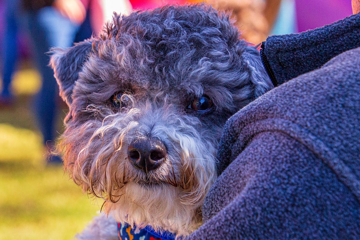 React Tips — Scroll to Element, Load Fonts, Run setState in Sequence | by John Au-Yeung | Level ...