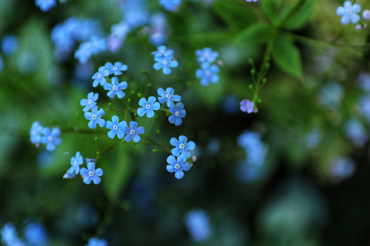 Grow True-Blue Forget-Me-Nots. Where grass was once cut short | by Jl ...