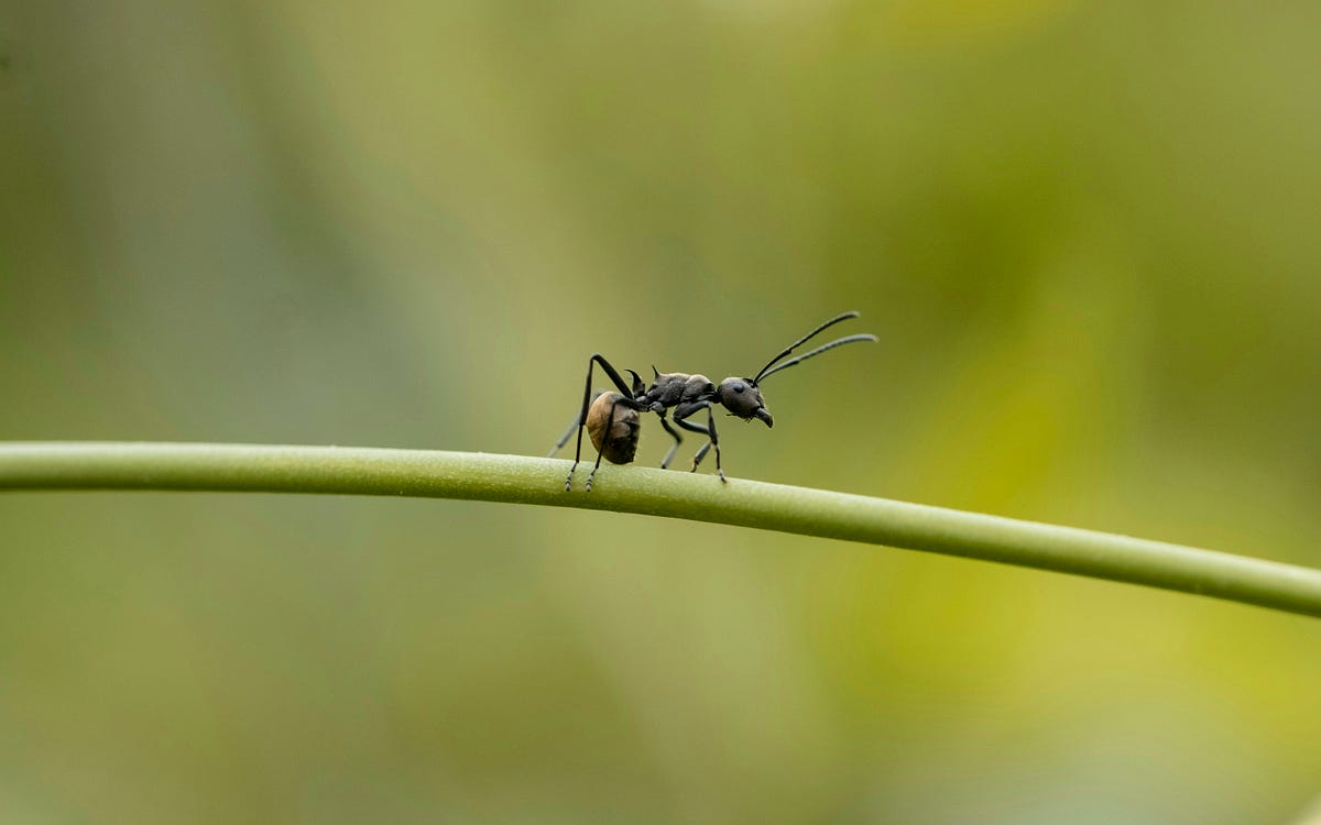 The Elf Ant. Dario was an ant, a very small ant. | by Richard Seltzer ...