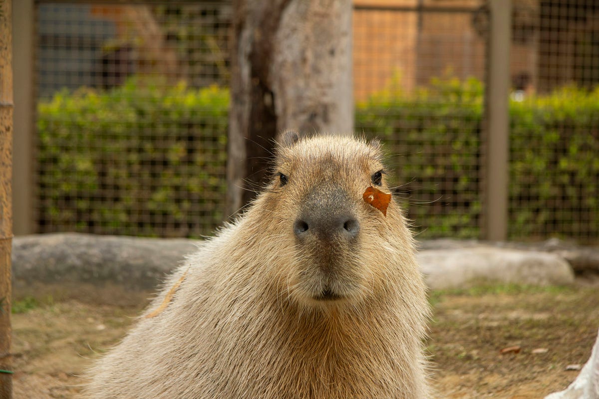 The Most Chill Guy, Capybara. This animal taught me to relax | by ...