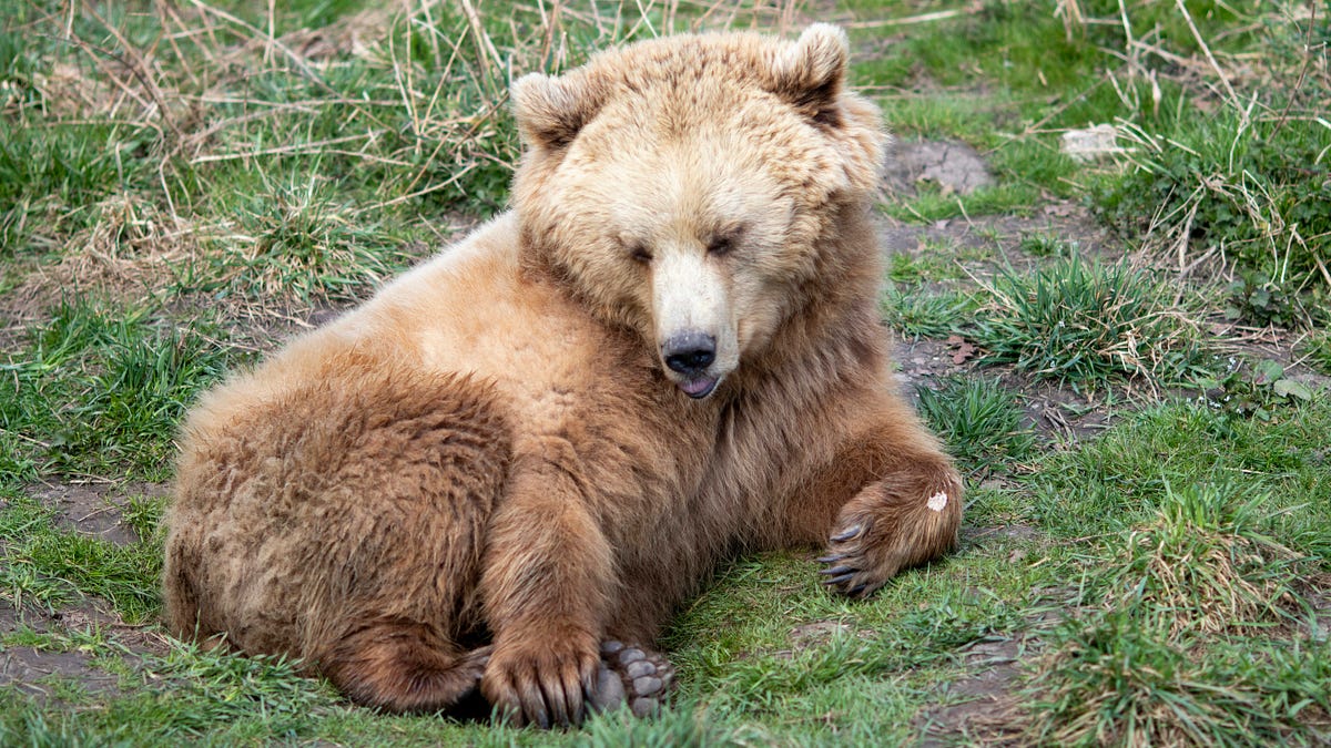 The Claw Brief: Embracing Bear Attributes for a Positive Mindset | by ...