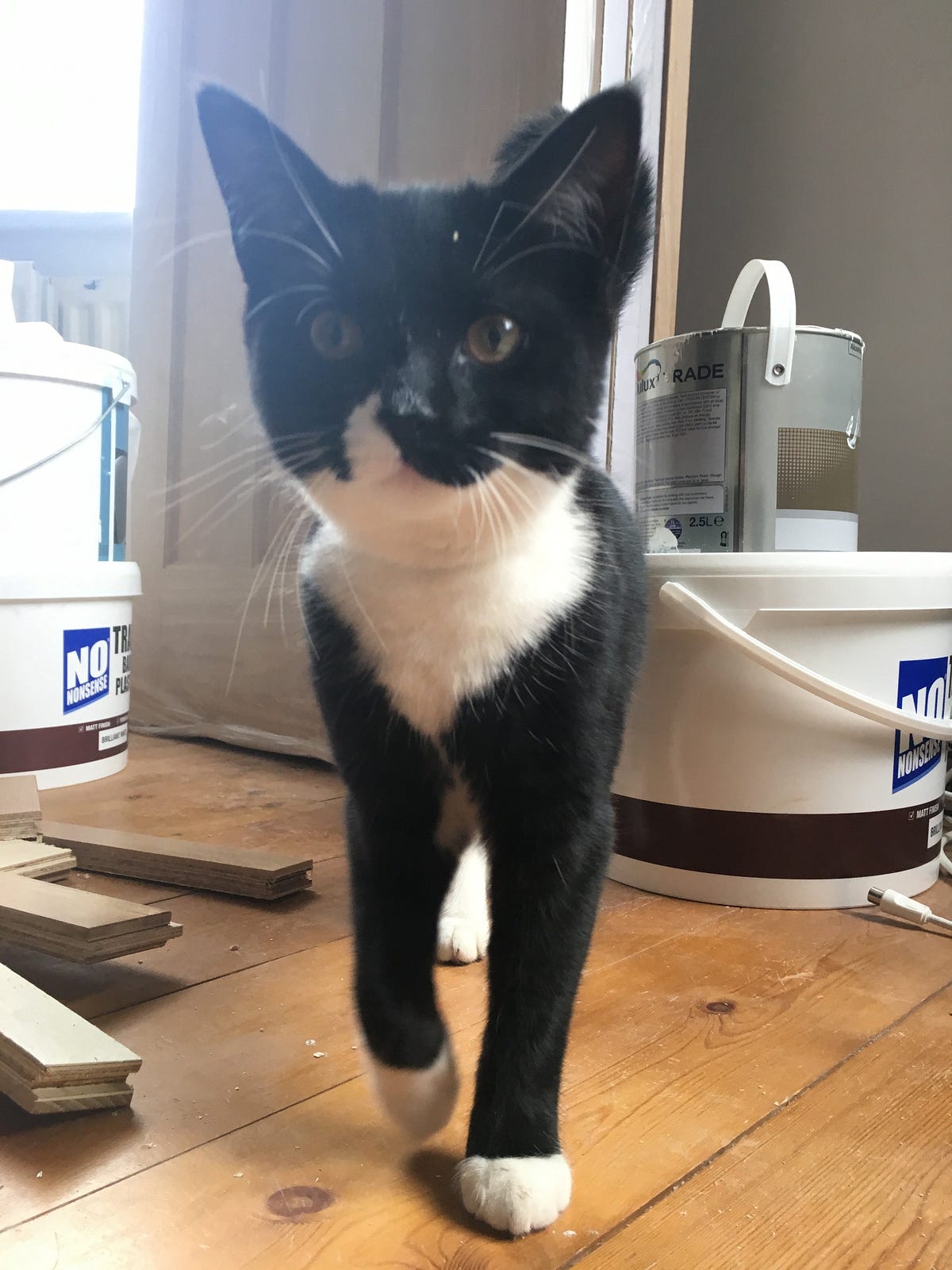 Meet Tilly: The Newest Sibling of Popcat Steals the Spotlight! | by ...
