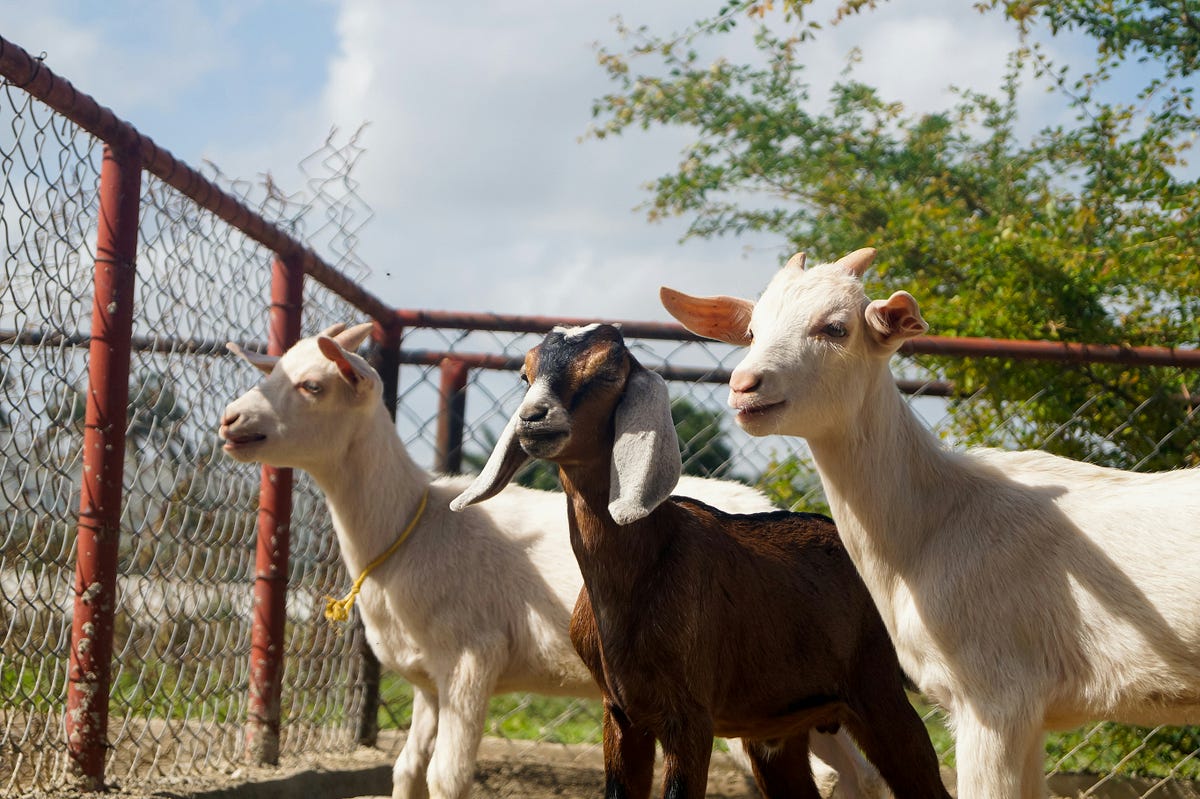 A Rabbit, A Lunatic, and some Goats | by Dave Logan | Write Under the ...