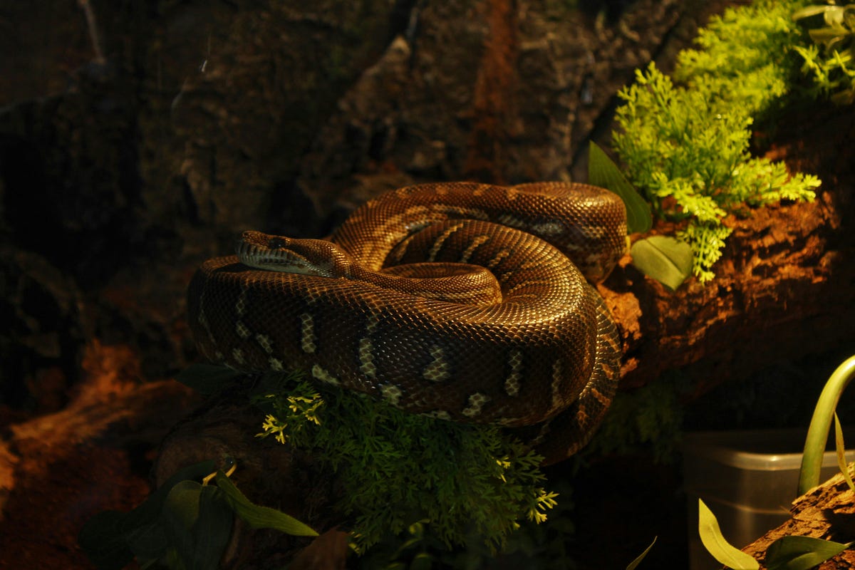 Embracing the Yin Wood Snake Year | by Bridget | Jan, 2025 | Medium