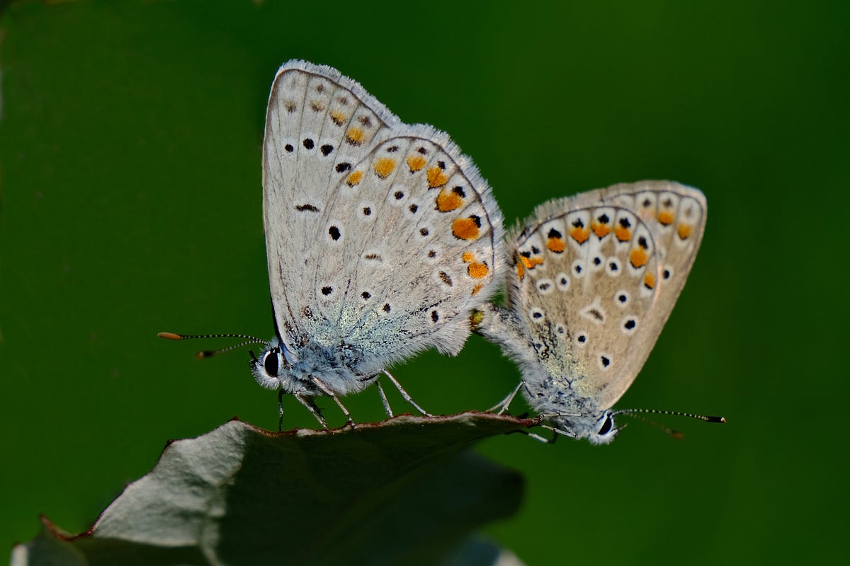 One and only.. Butterfly only mating once in life | by Aginda | Medium