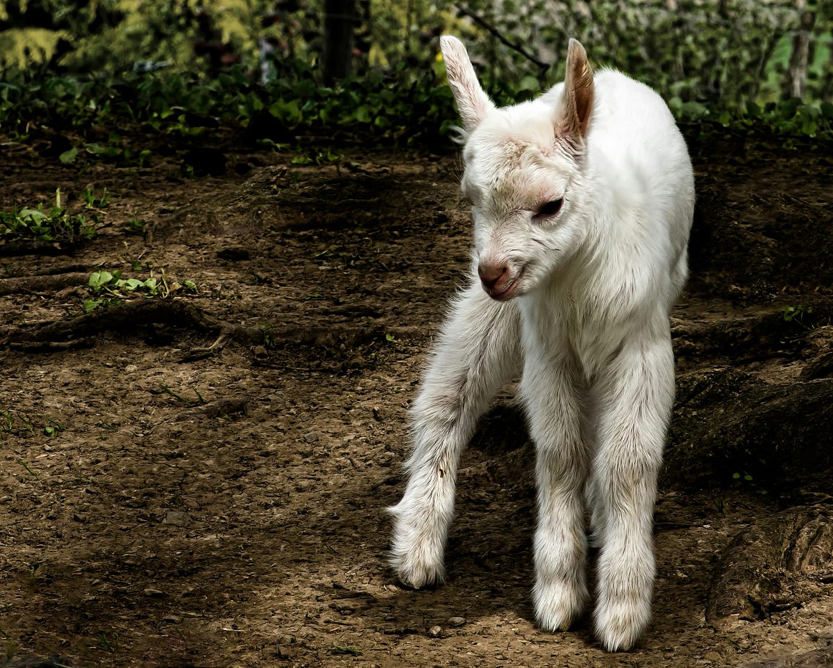 The Great Goat Comeback: A Tale of Stolen Dreams and Farmyard Chaos 🐐 ...