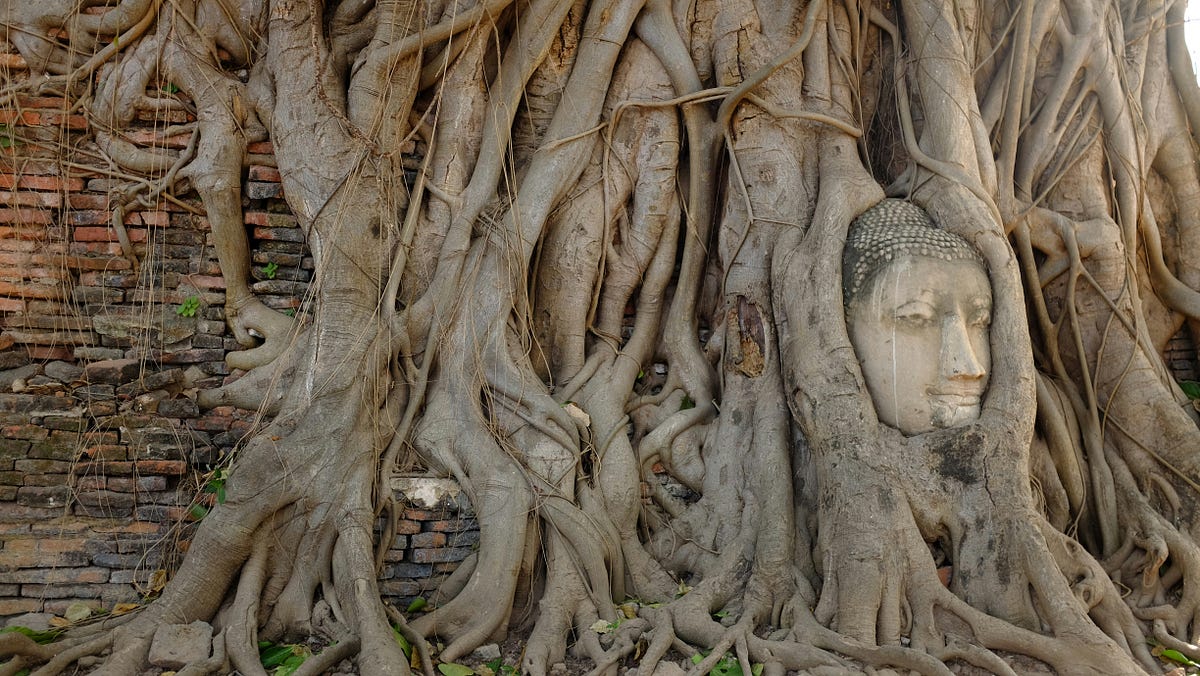 Keep Those Roots Covered. For healthy growth | by John Hansen | Read or ...