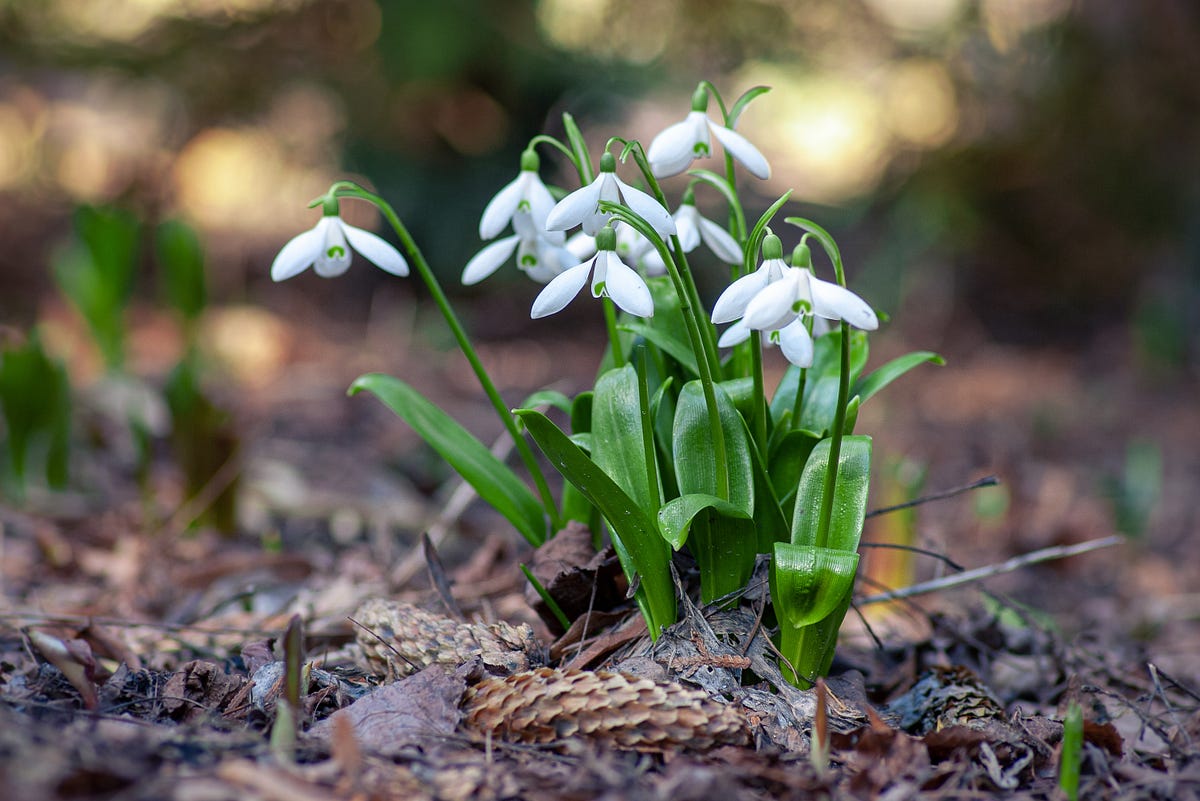 Birth Flowers And Their Meanings A Bouquet Of Symbolism By Greet N