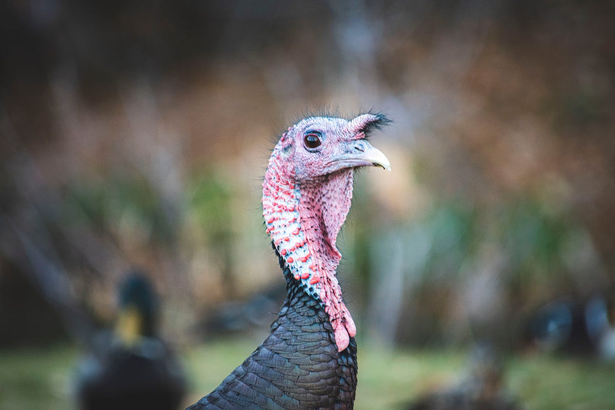 “As God As My Witness, I Thought Turkeys Could Fly” | by David C. Wyld ...