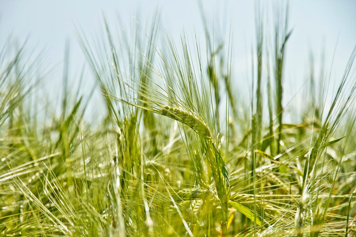 What are the benefits of sowing wheat? | by Global Memories | Medium