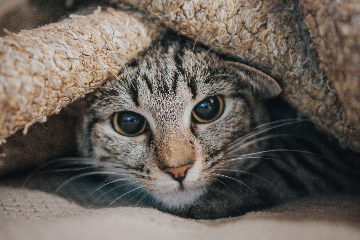 React Tips — Function Props, Query Strings, and Default Props | by John Au-Yeung | JavaScript in ...