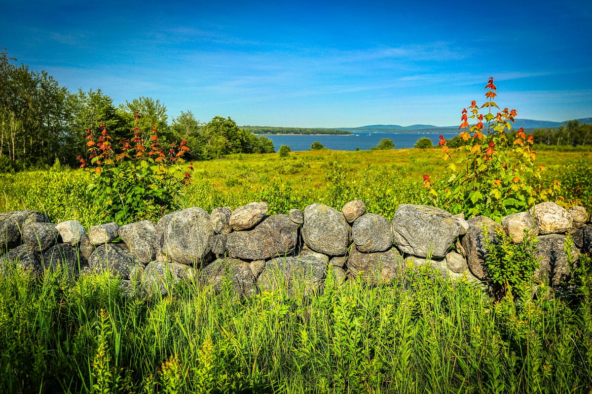 Nature in its Movement…. Ruminations and explorations into a… | by ...