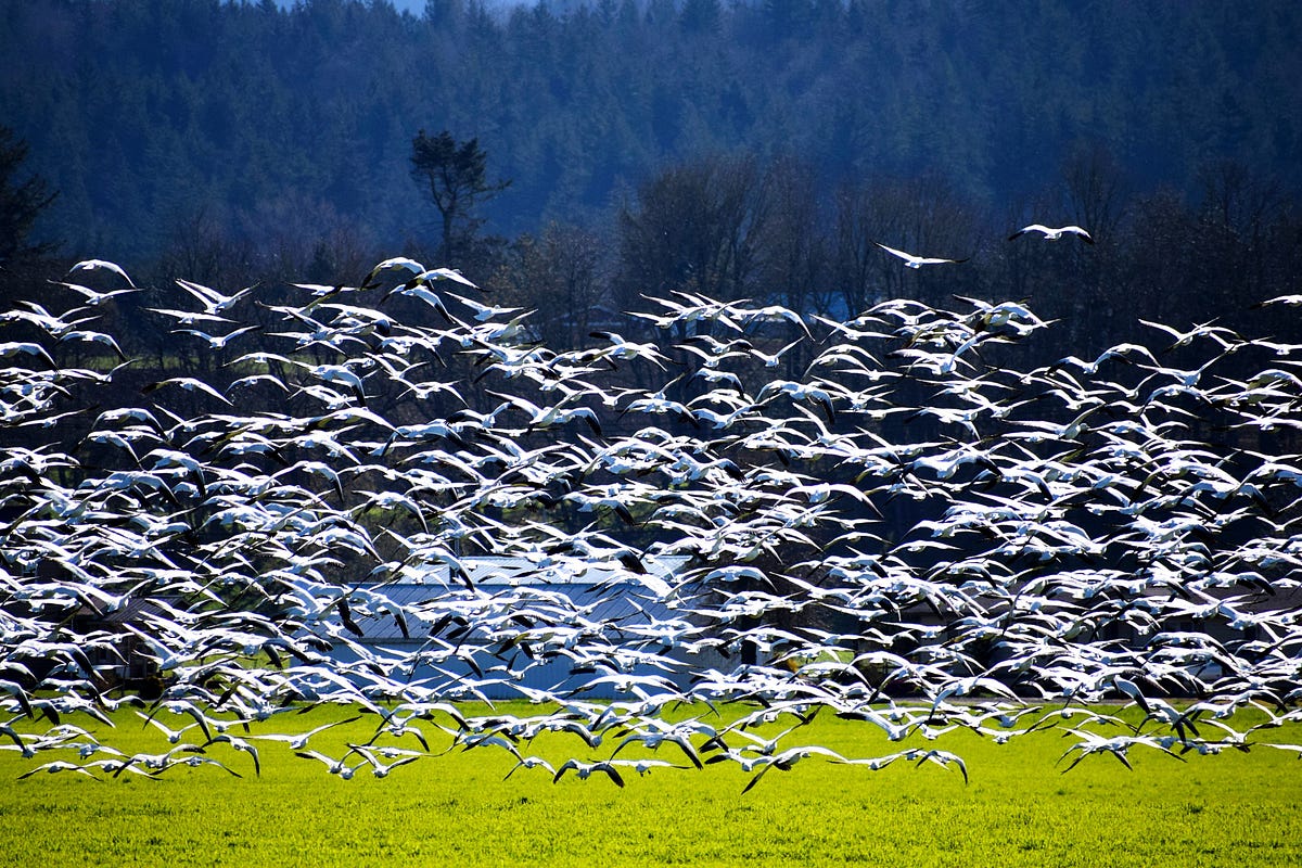 Migrando um projeto Angular com TSLint para o ESLint | by Aline Lariguet | TOTVS Developers | Medium