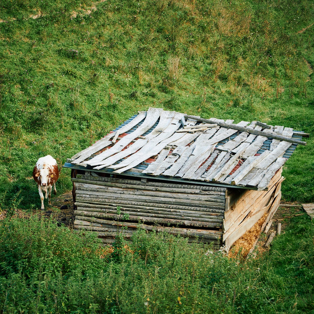Homesteading the Wild Frontier:. When Possession Turned into Ownership ...
