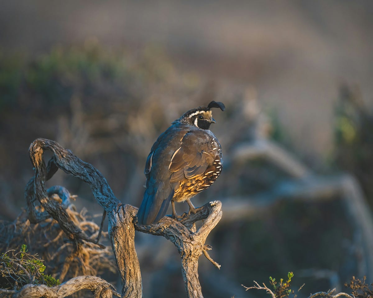 The Quail’s Song. A tale of quail, muster of peacocks and… | by Syeda ...