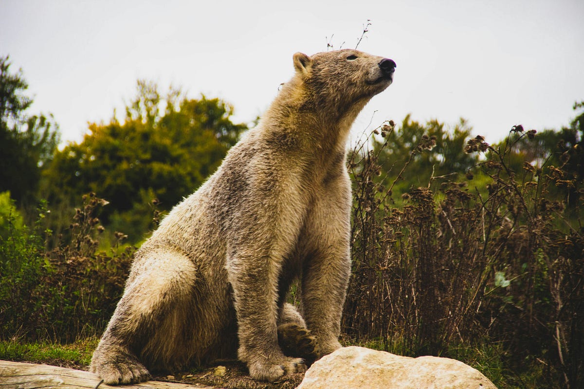 The Claw Brief: Embracing Bear Attributes for a Positive Mindset | by ...