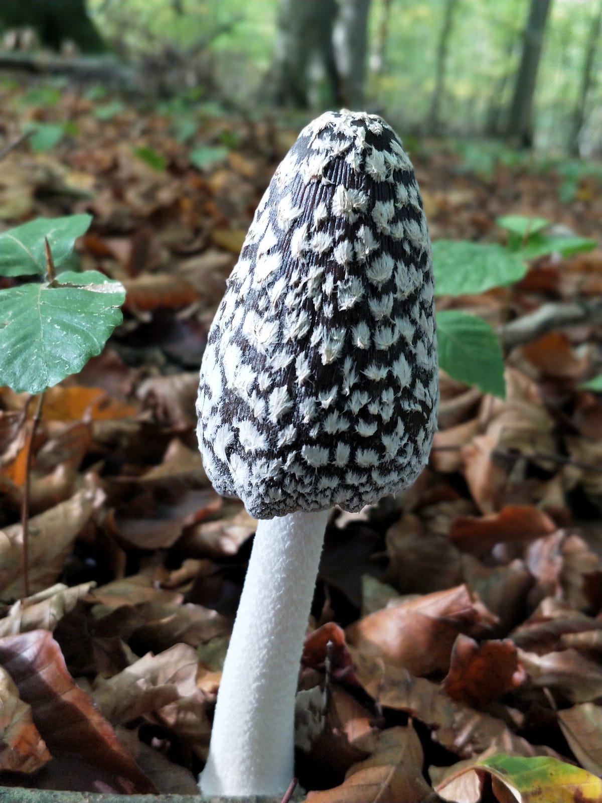 Decoding Nature: The Fascinating Reasons Behind the Mushroom Shape of the Penis | by Million ...