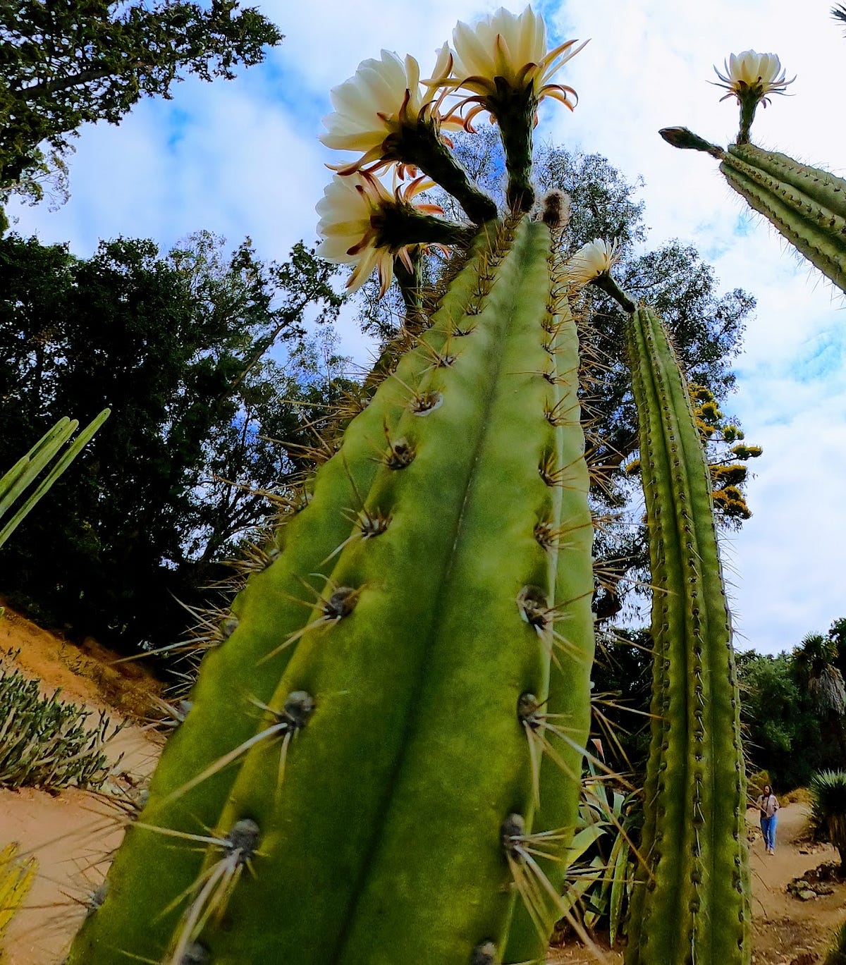 How To Make San Pedro Tea. In our Photographing Nature class at… | by Patrick Spaulding Ryan ...