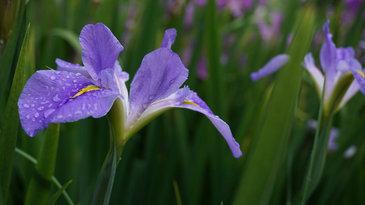 Your First Data Science Project With The Iris DataSet | by S. Bürde ...