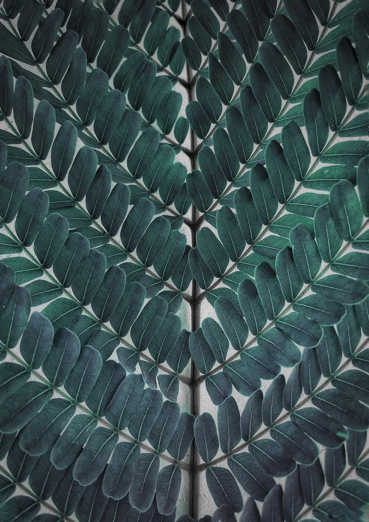 “Uncovering Hidden Patterns: Harnessing the Power of KD Trees for High ...