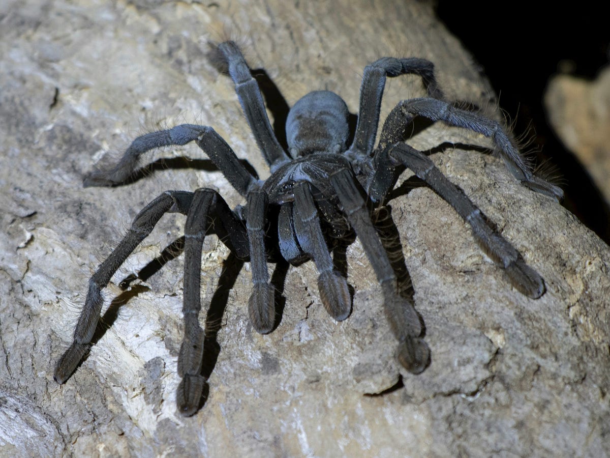 The Curious Cohabitation: Tarantulas and “Pet” Frogs — Fact or Fiction ...