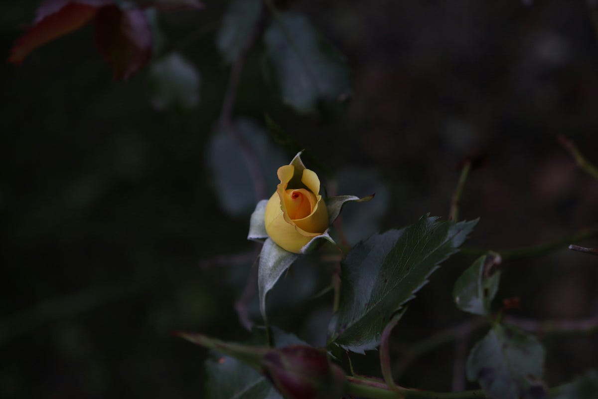 The Raise For The Praise - Simi_the_dreamer - Medium