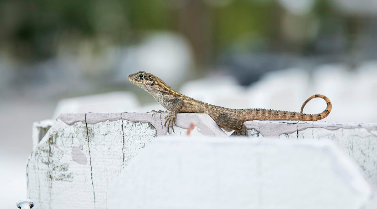 Life Lessons of Little Land Lizards | by Emily Gibson | The Crooked ...