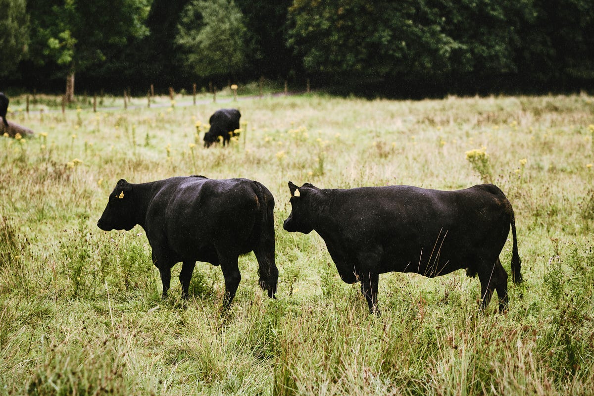 I Live in the Country with Cows: Can We Talk | by Rhonda Grice | Feb ...