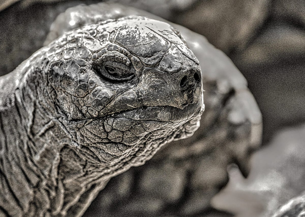 Slow Life: My Tortoise Philosophy | by Matthew Clapham | Ellemeno | Medium