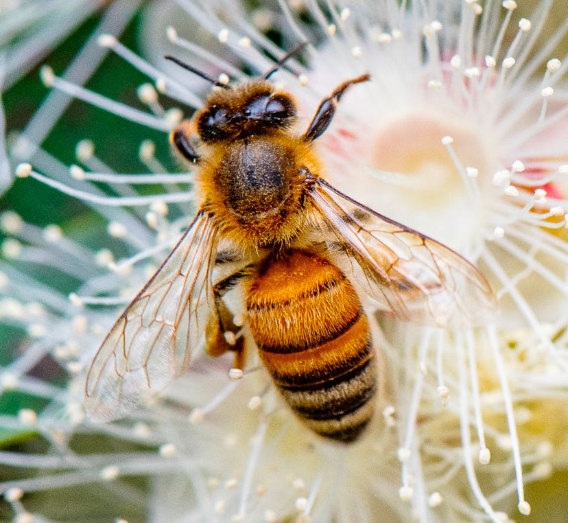 Nature’s Hidden Diagnosticians: Honey Bees Sniff Out Covid-19 | by ...