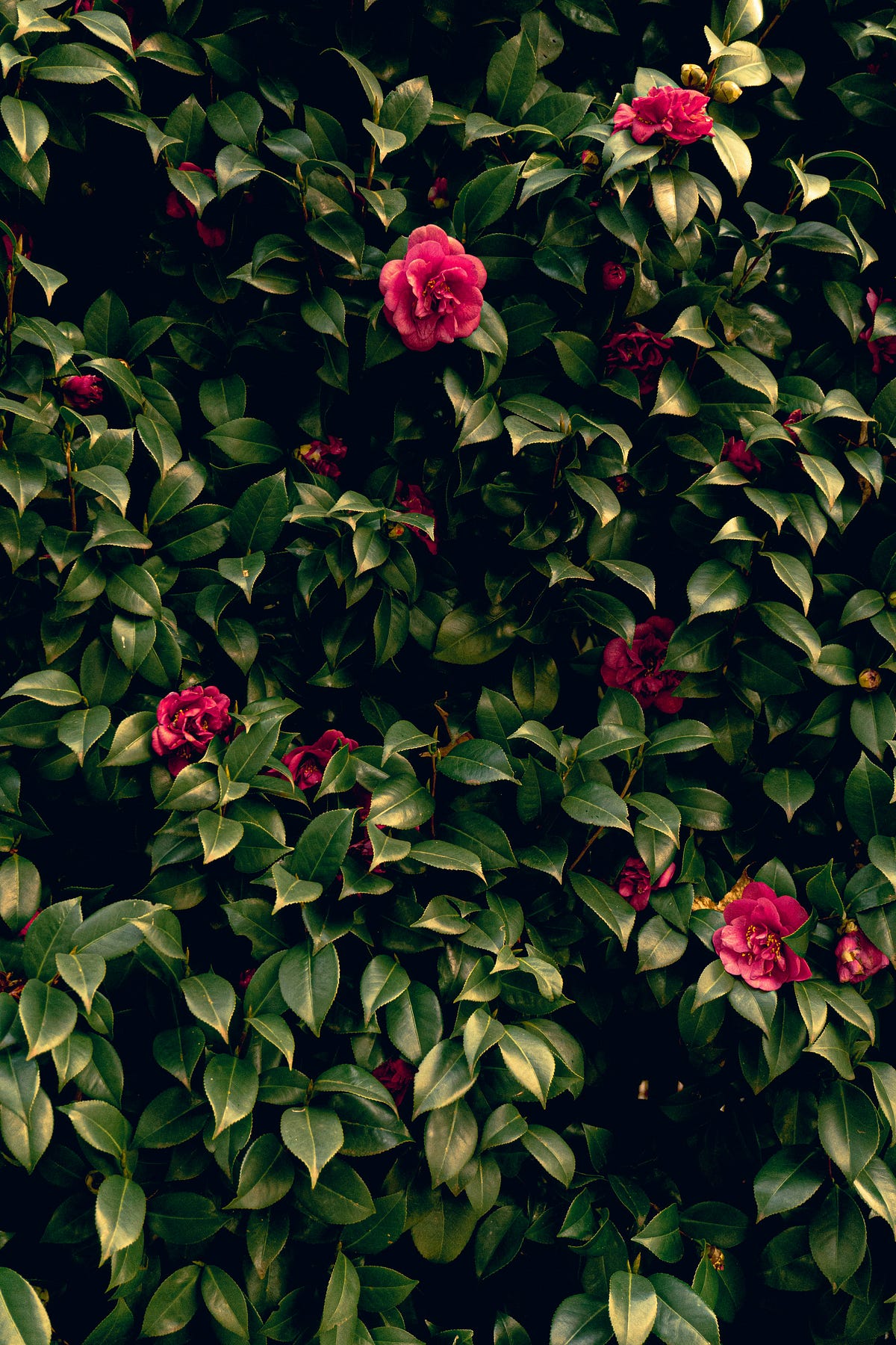 Be like flower. How to flourish like a flower ? | by Meet Suthar | Nov ...