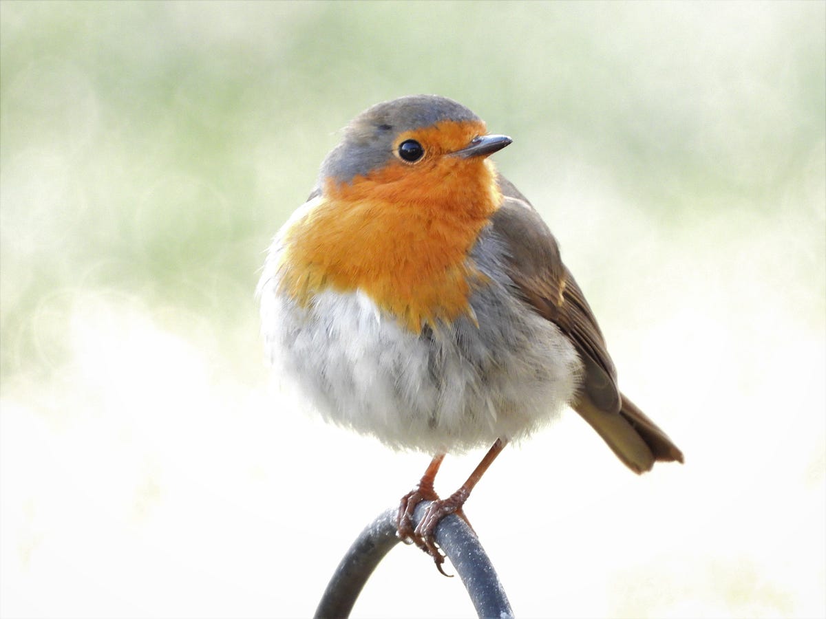 The Raspberry Robin Worm Has Infected Hundreds of Windows Networks | by ...