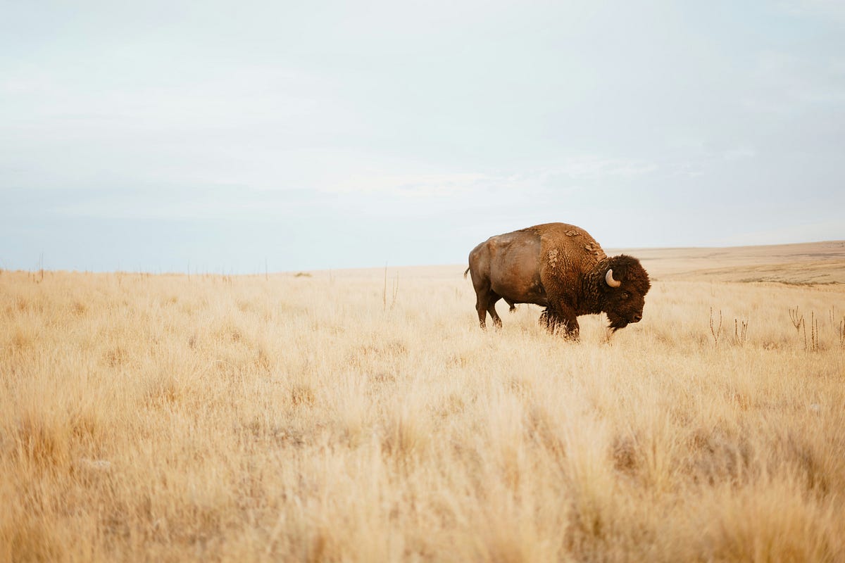 Buffalo. A poem to the symbol of America | by Bradley J Nordell ...