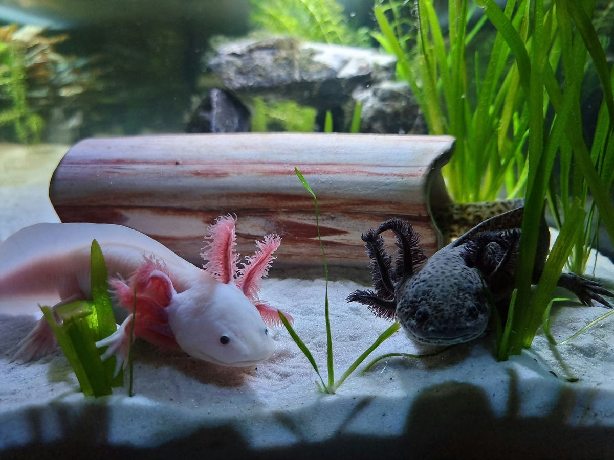 Can axolotls go on land - Animals life style - Medium