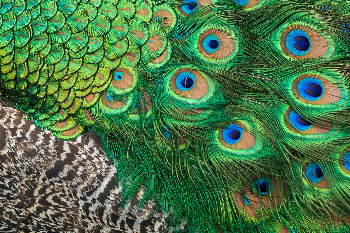 Transfixed - 17 Onji — Haiku, Senryu, and Zappai - Medium