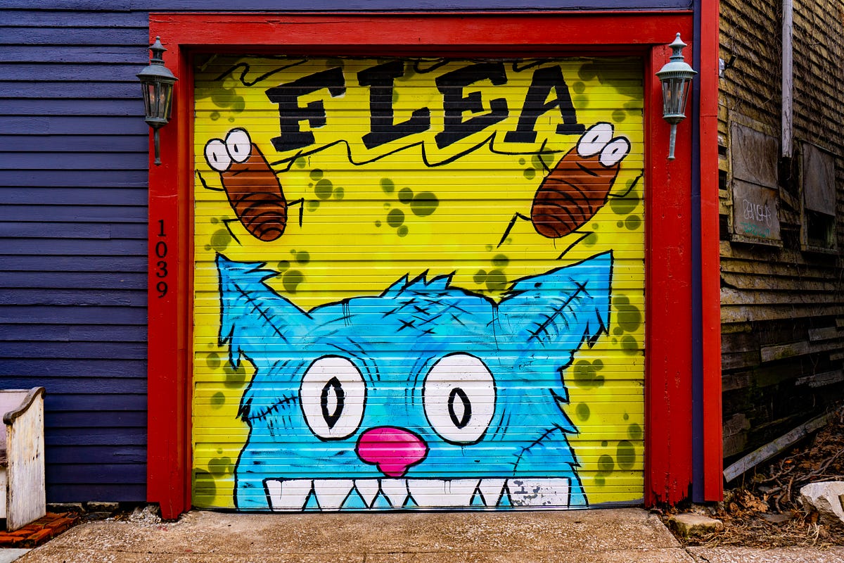 Fleas and Football. The night the fleas came to live at our… | by Randy ...