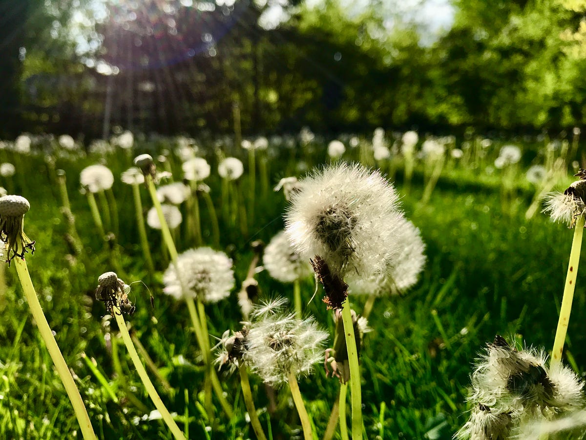 To Have and Protect my Lawn: Humanity continues to ignore nature’s ...