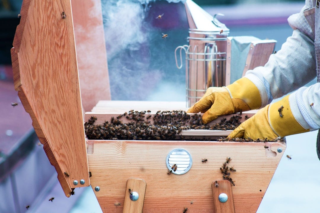The Science of Beekeeping Productivity | by Olivia Reed | Health and ...